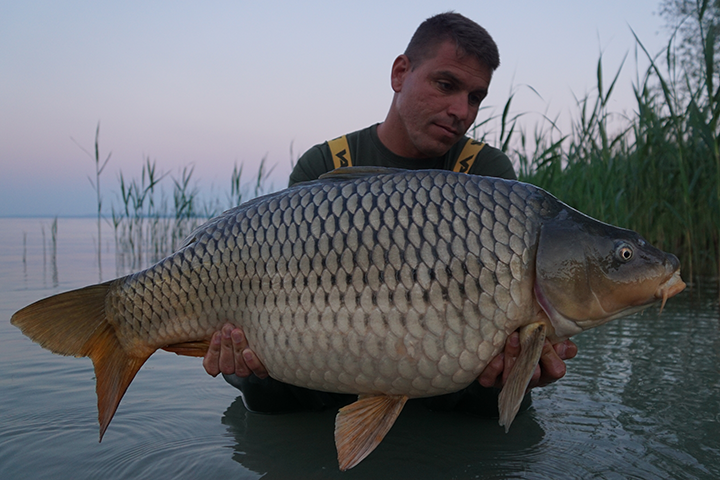 Keen Carp am Balaton: Mission 50+ | CARPZILLA - Dein Karpfen-Portal